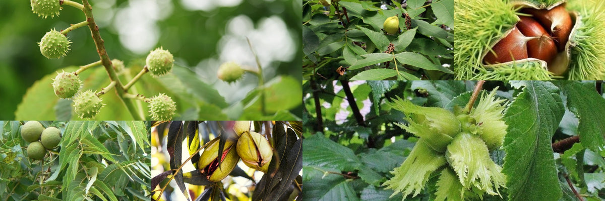 Nut Trees – Green Thumbs Garden