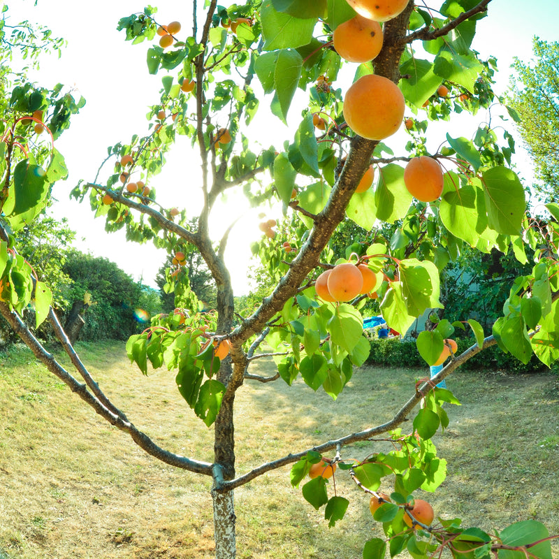 Early Golden Apricot Tree – Green Thumbs Garden