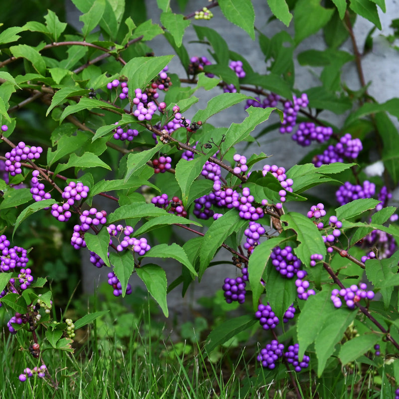 Japanese Beautyberry Shrub – Green Thumbs Garden