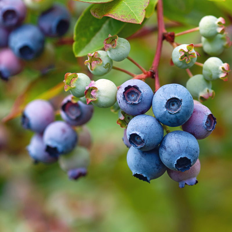 Wild Blueberry Bush