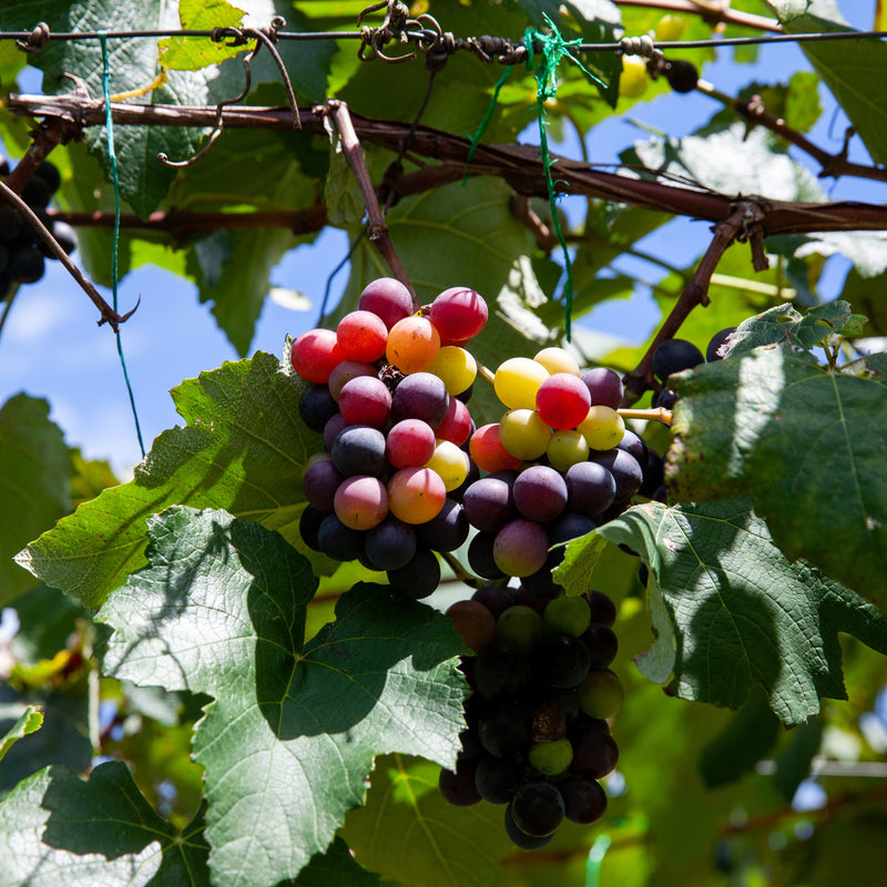 Canadice Grape Vine – Green Thumbs Garden