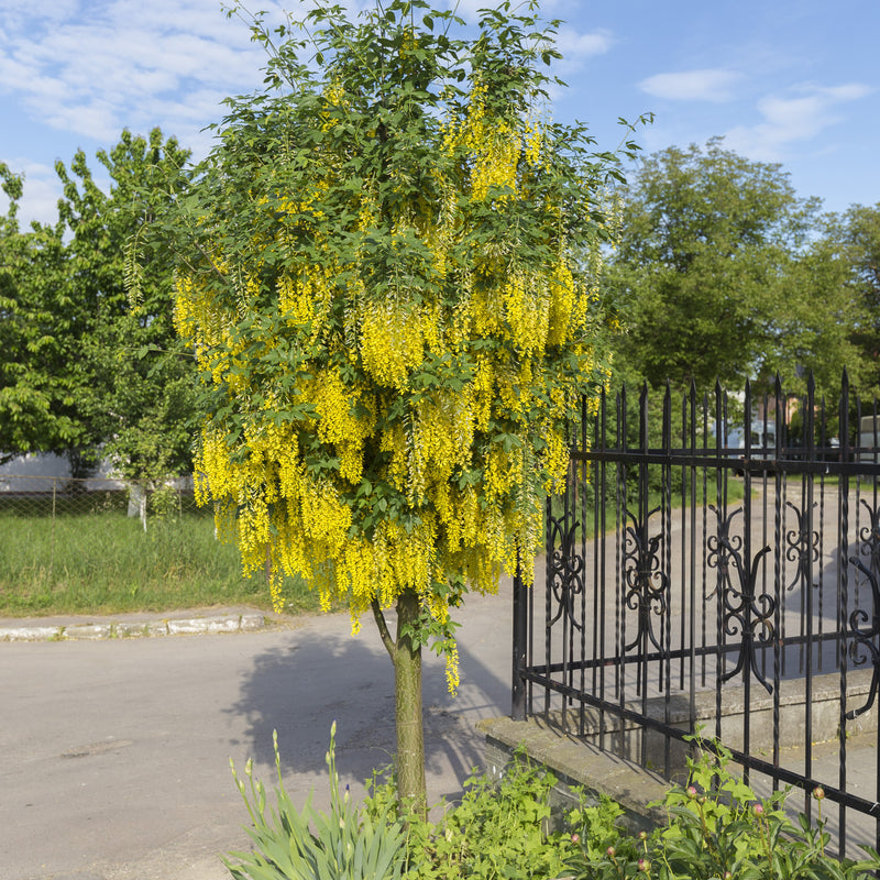 Golden Chain Tree – Green Thumbs Garden