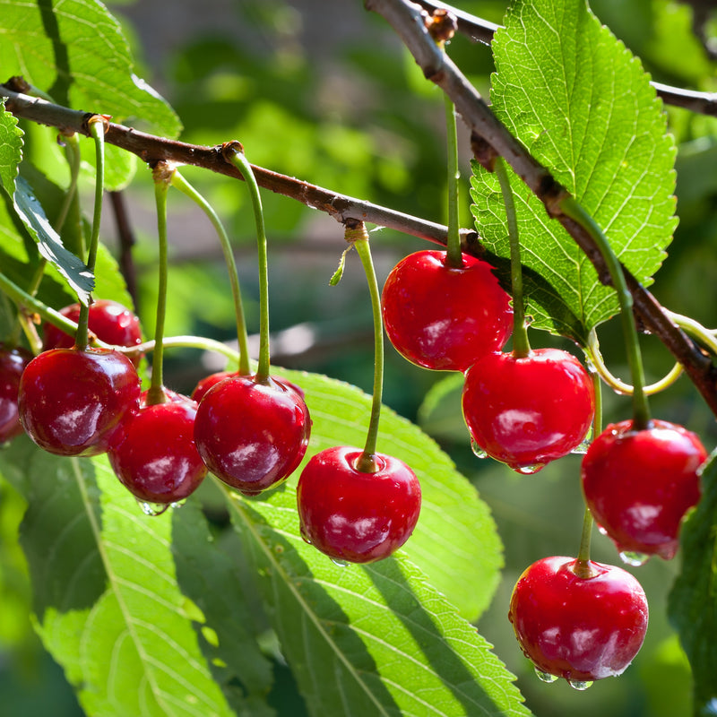 North Star Cherry Tree – Green Thumbs Garden