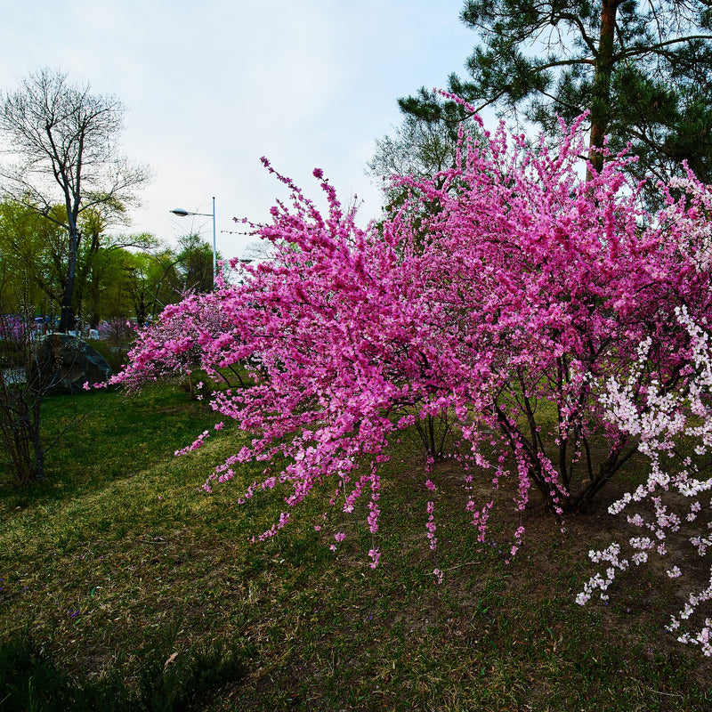 Crimson Cascade Weeping Peach – Green Thumbs Garden
