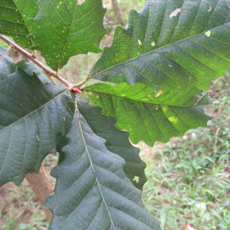 Chestnut Oak Tree – Green Thumbs Garden