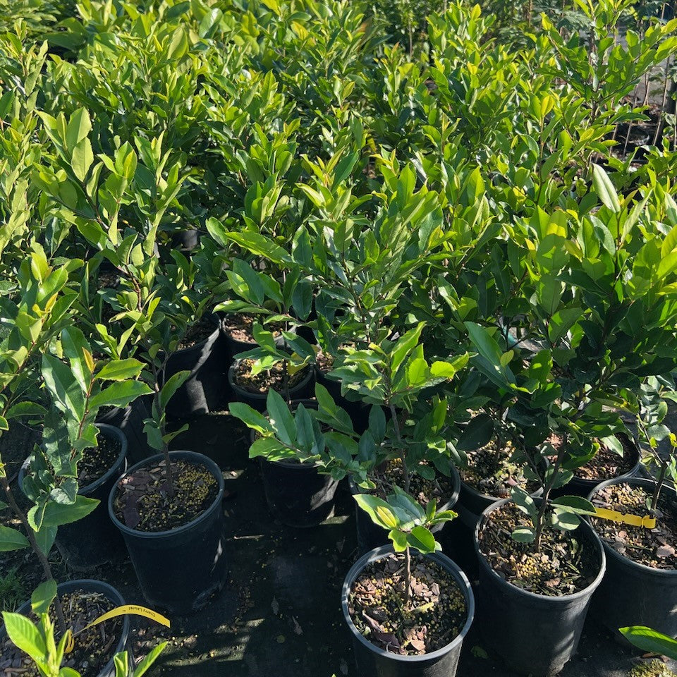 Cherry Laurel Shrub – Green Thumbs Garden