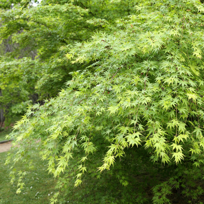 Green Japanese Maple Tree Leaves
