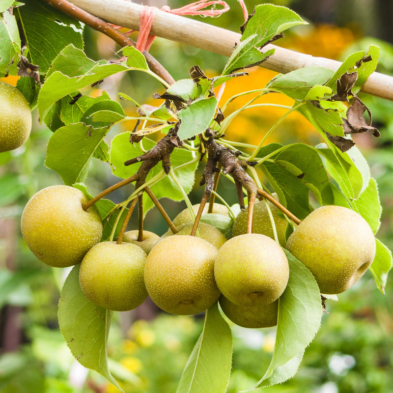Shinseiki Asian Pear Tree – Green Thumbs Garden