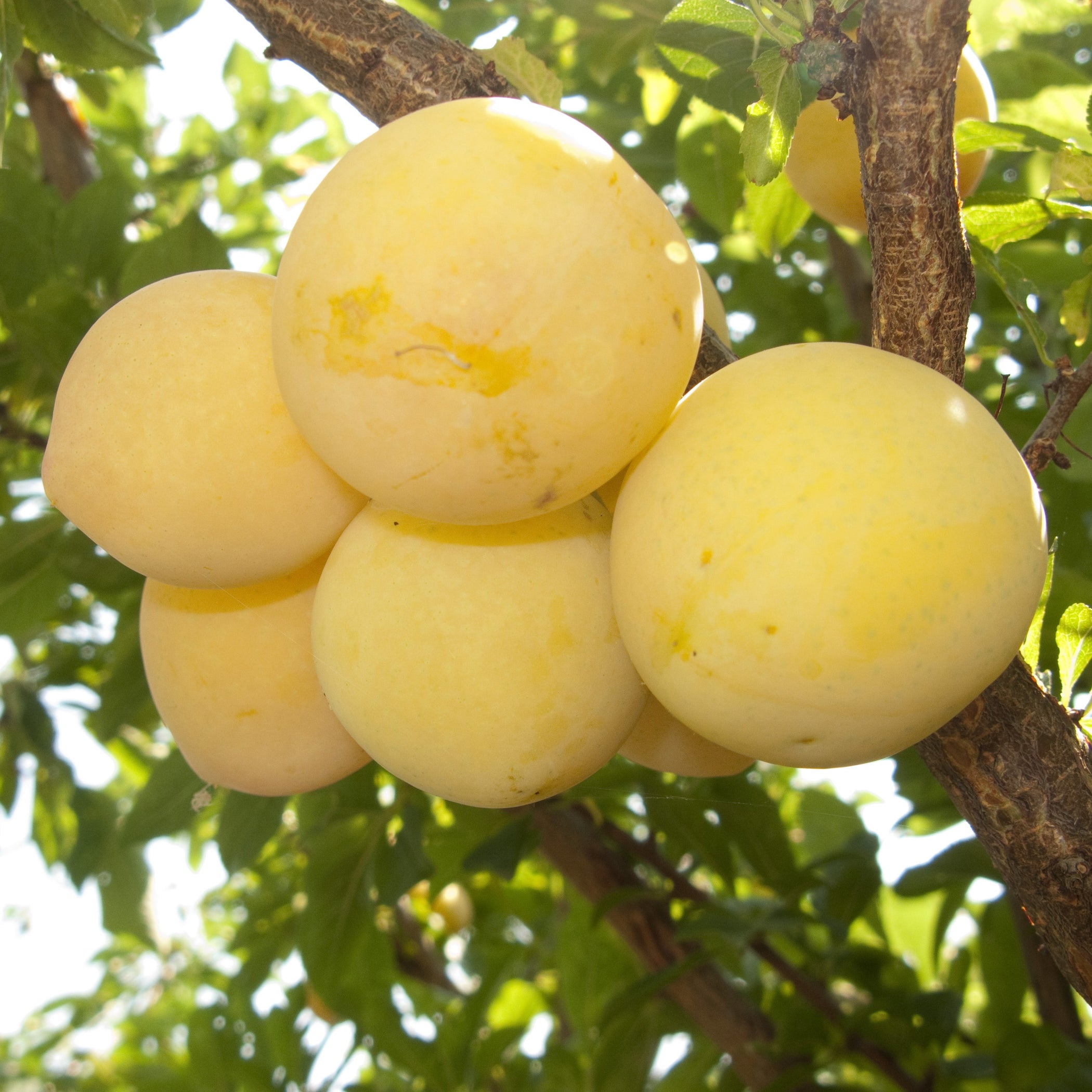Sour Plum - Golden Plum Tree – Green Thumbs Garden