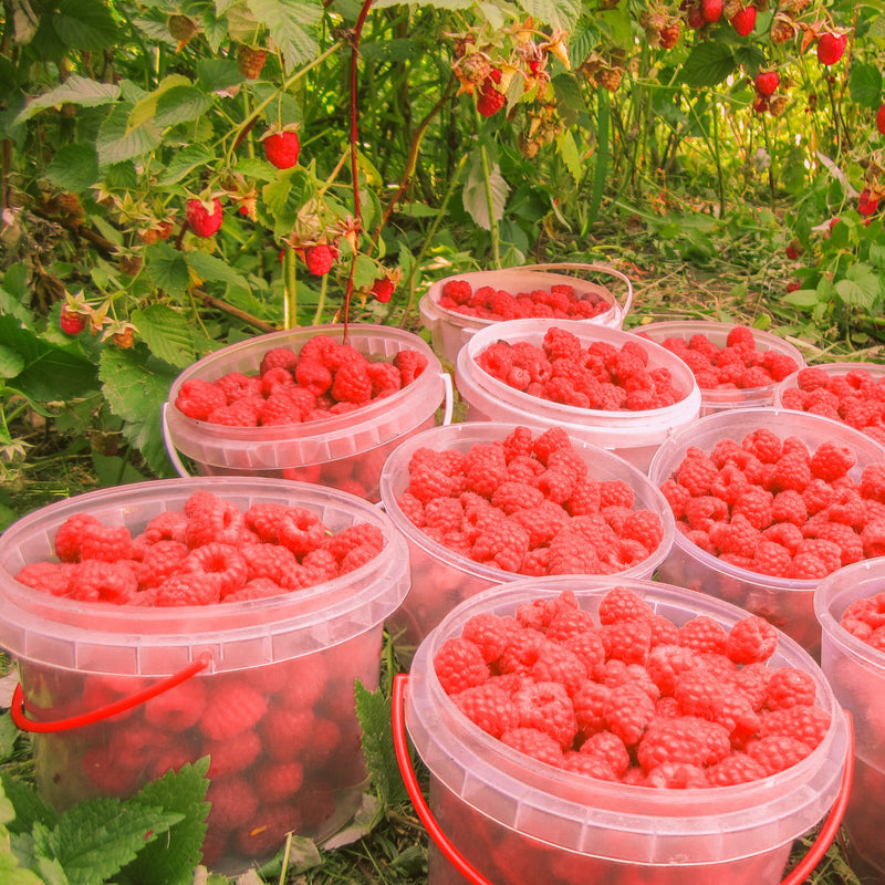 Caroline Raspberry – Green Thumbs Garden
