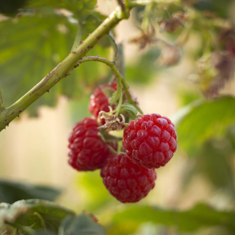Nantahala Raspberry – Green Thumbs Garden