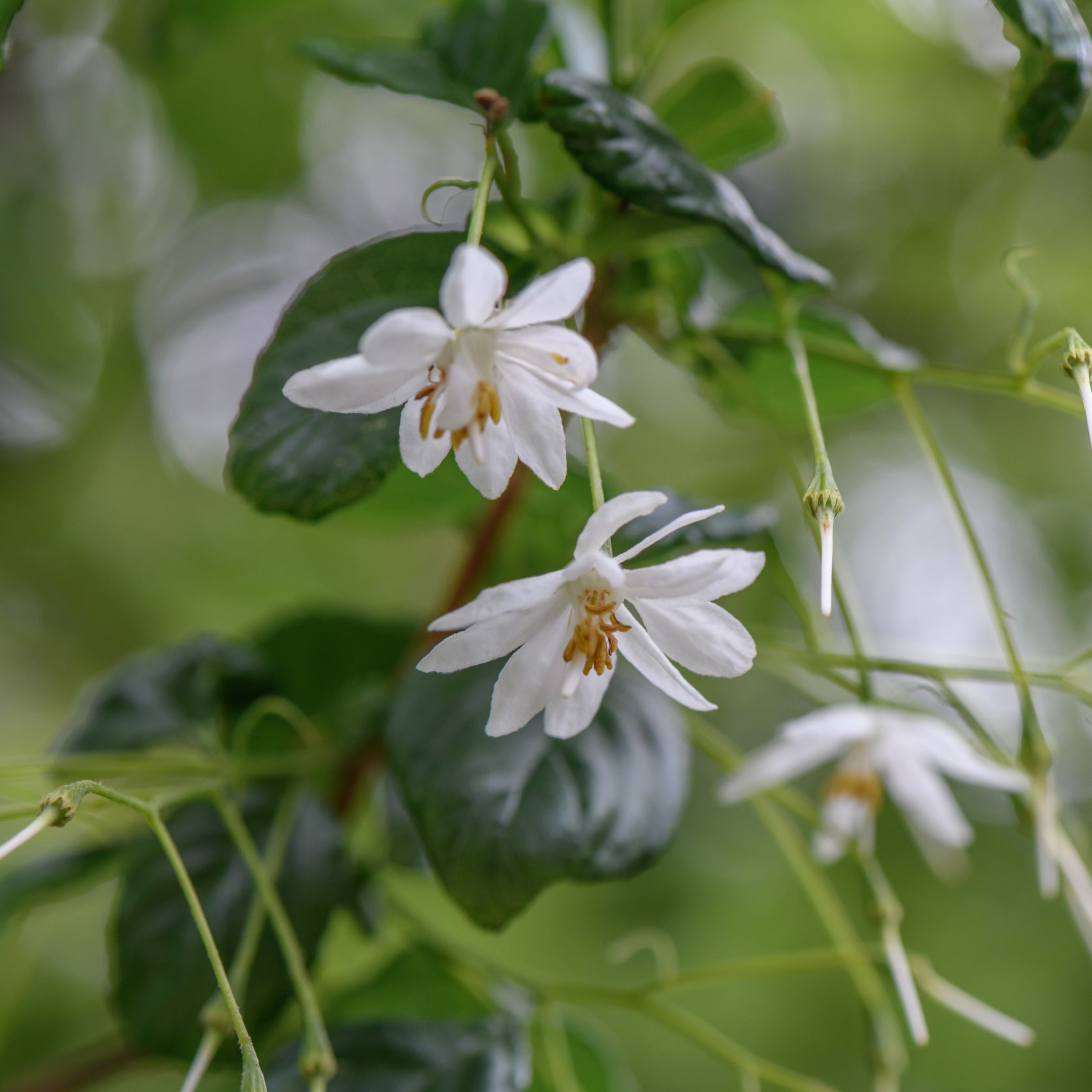 American Snowbell Tree – Green Thumbs Garden