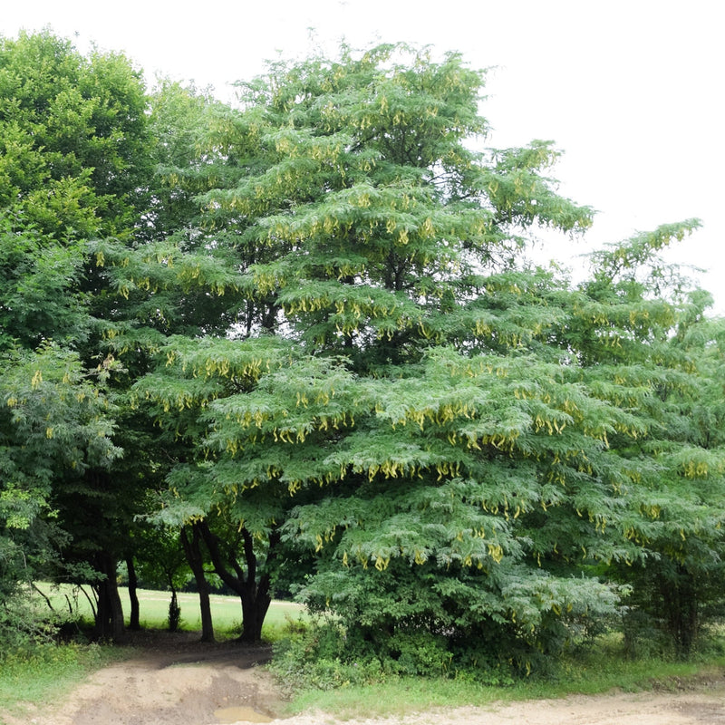 Honeylocust Tree – Green Thumbs Garden