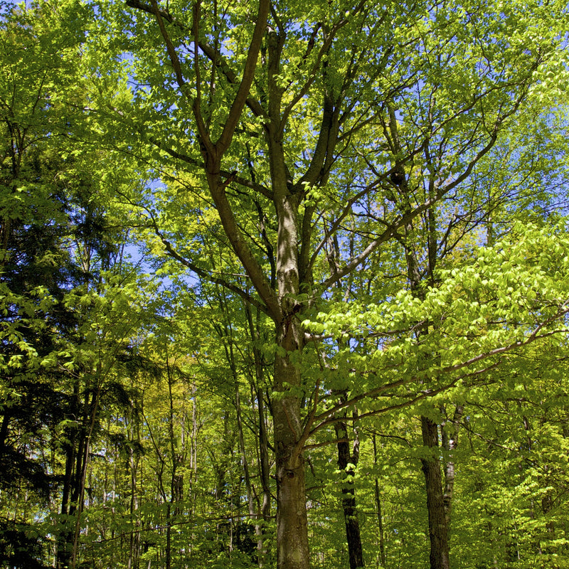 American Beech Tree – Green Thumbs Garden