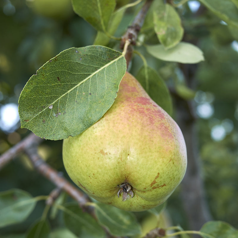 Ayers Pear Tree – Green Thumbs Garden