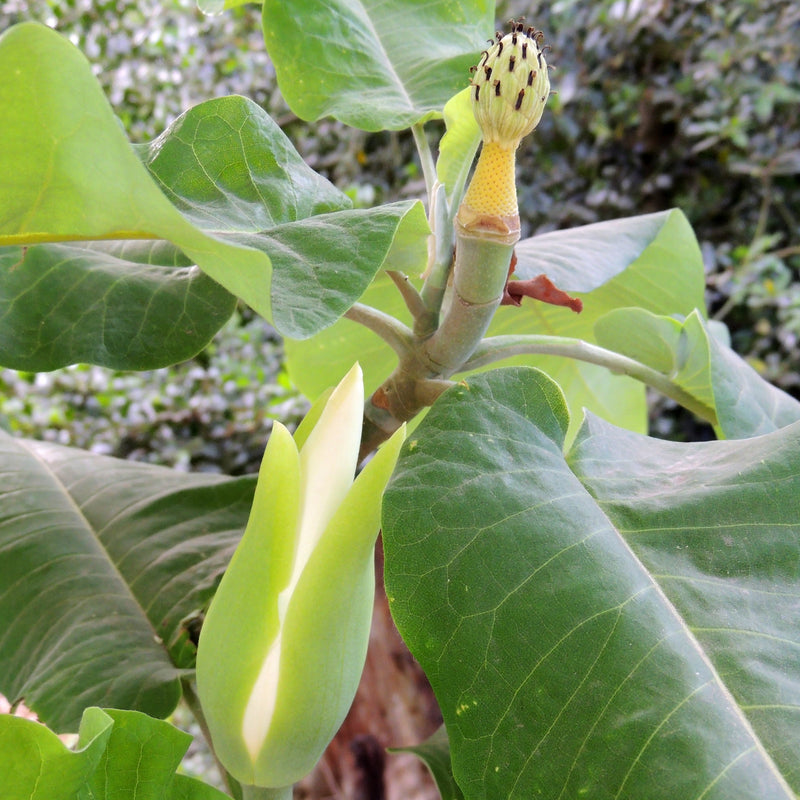 Bigleaf Magnolia Tree – Green Thumbs Garden