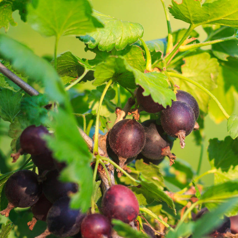 Black Velvet Gooseberry – Green Thumbs Garden