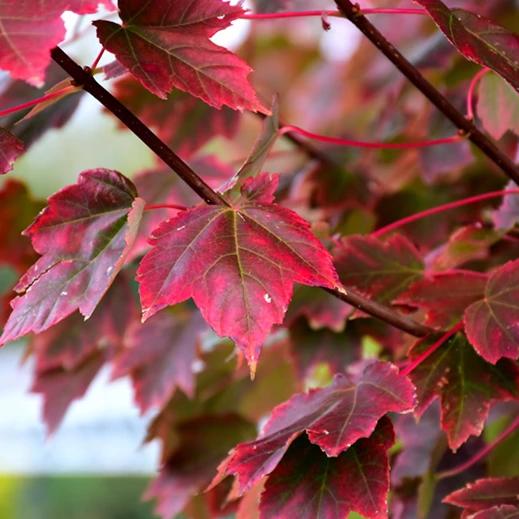 Brandywine Maple Tree – Green Thumbs Garden