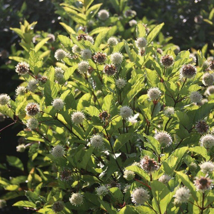 Buttonbush – Green Thumbs Garden