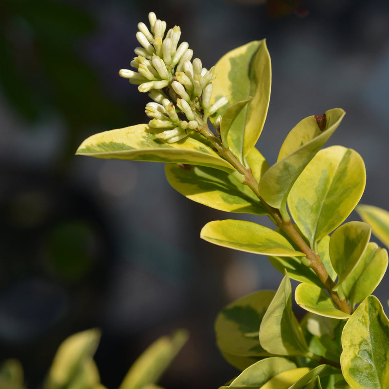 California Privet Hedge – Green Thumbs Garden