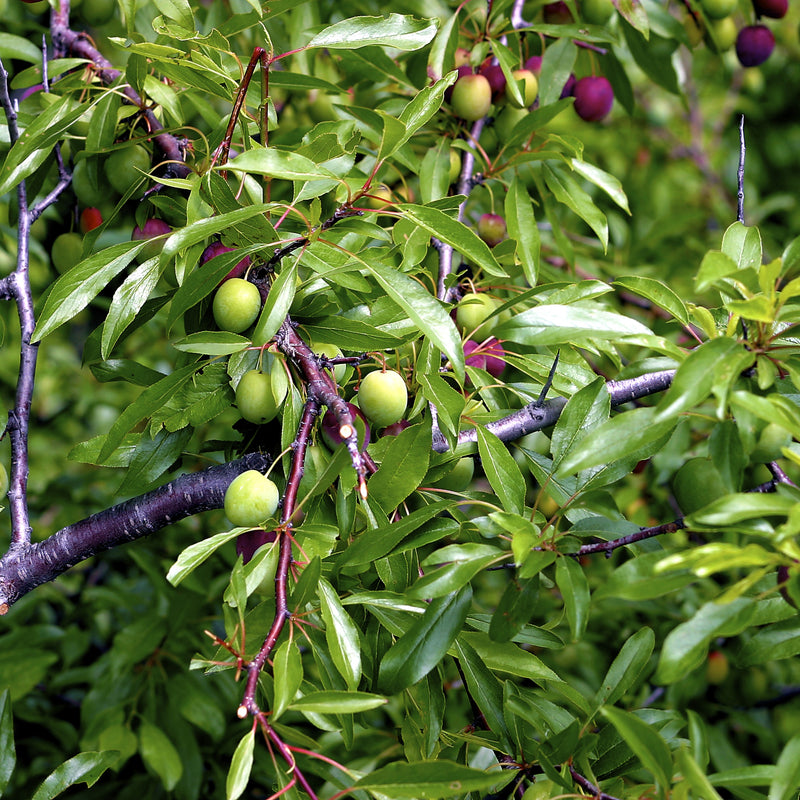 Chickasaw Plum Tree – Green Thumbs Garden