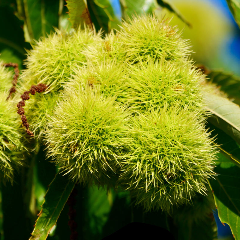 Chinese Chestnut Tree – Green Thumbs Garden