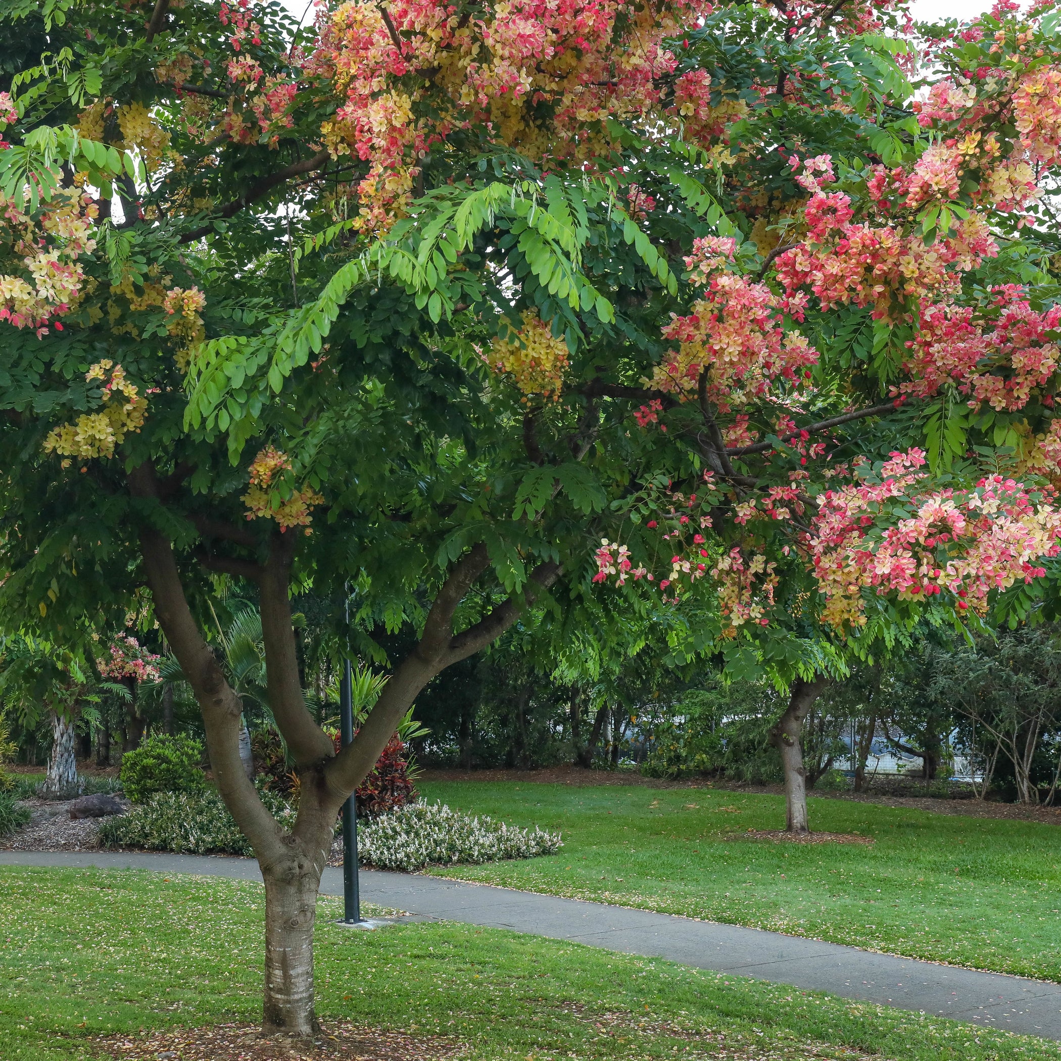 Chinese Flame Tree – Green Thumbs Garden
