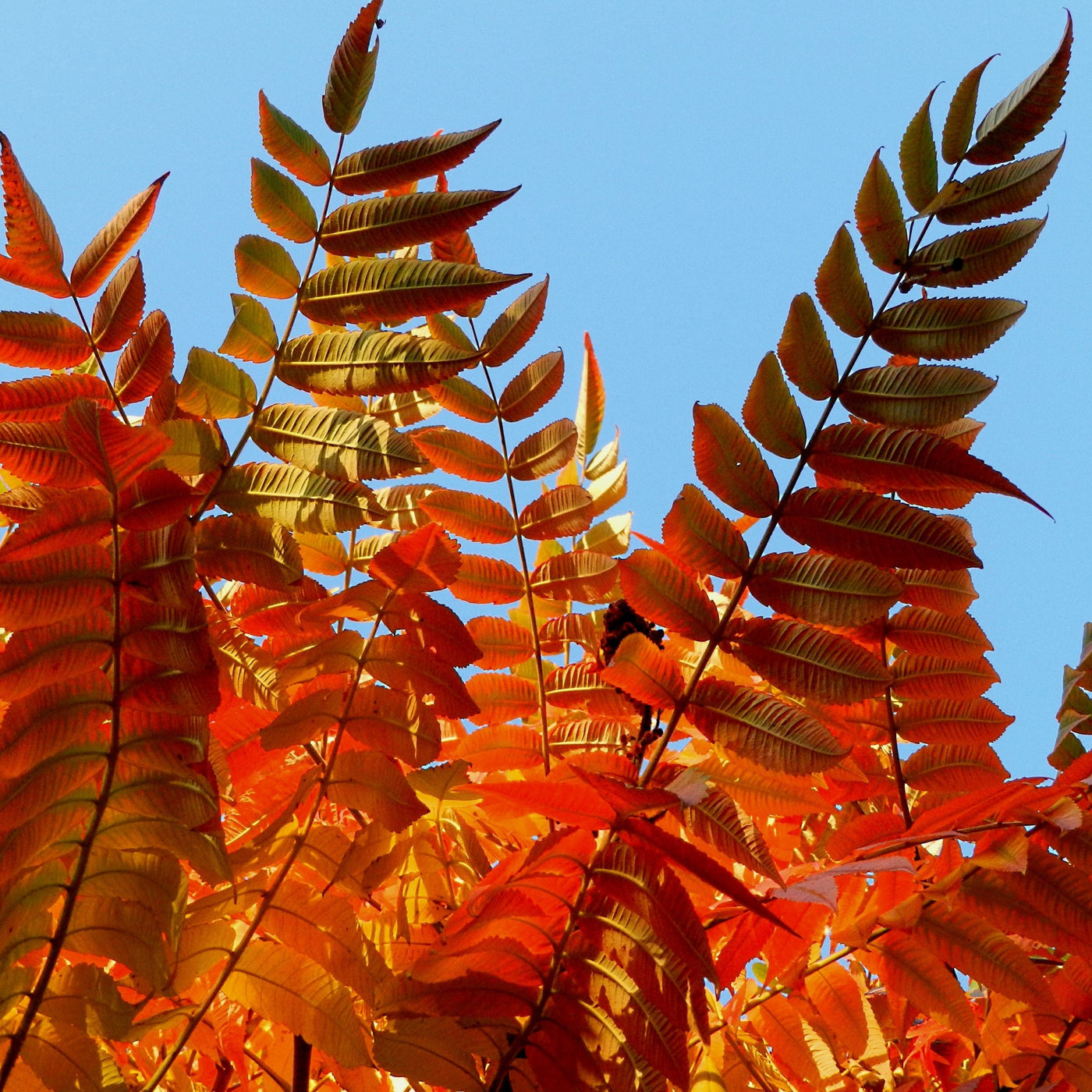 Chinese Pistache Tree – Green Thumbs Garden