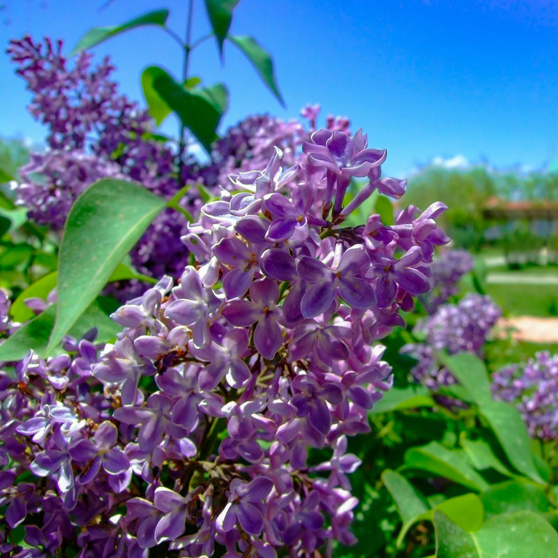 Common Lilac Bush – Green Thumbs Garden