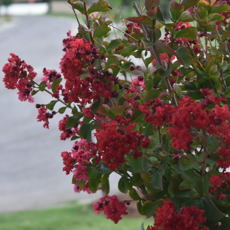 Dynamite Crape Myrtle Tree – Green Thumbs Garden