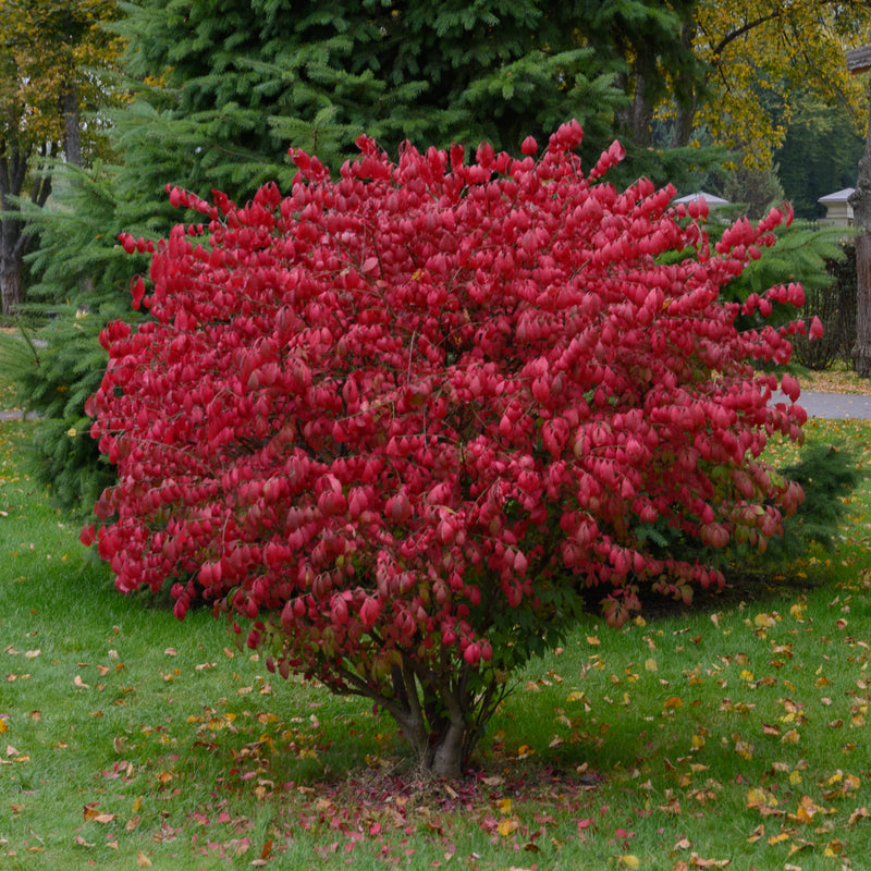 Dwarf Burning Bush – Green Thumbs Garden