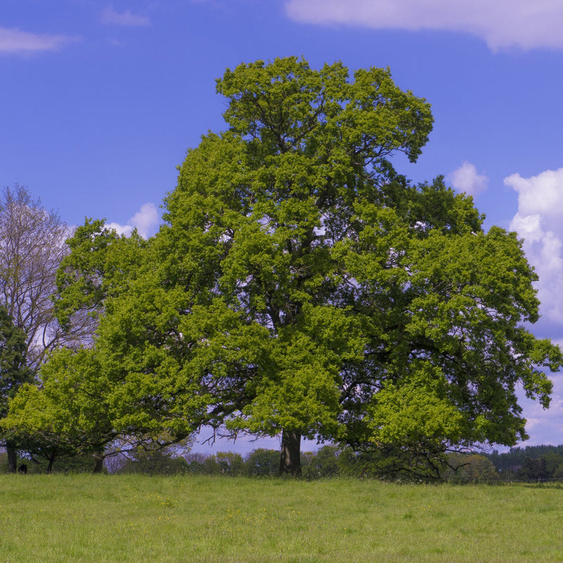 English Oak Tree – Green Thumbs Garden