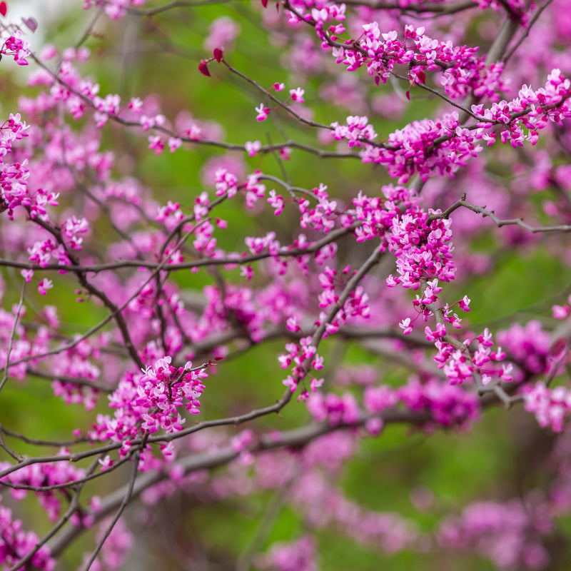 Forest Pansy Redbud Tree – Green Thumbs Garden