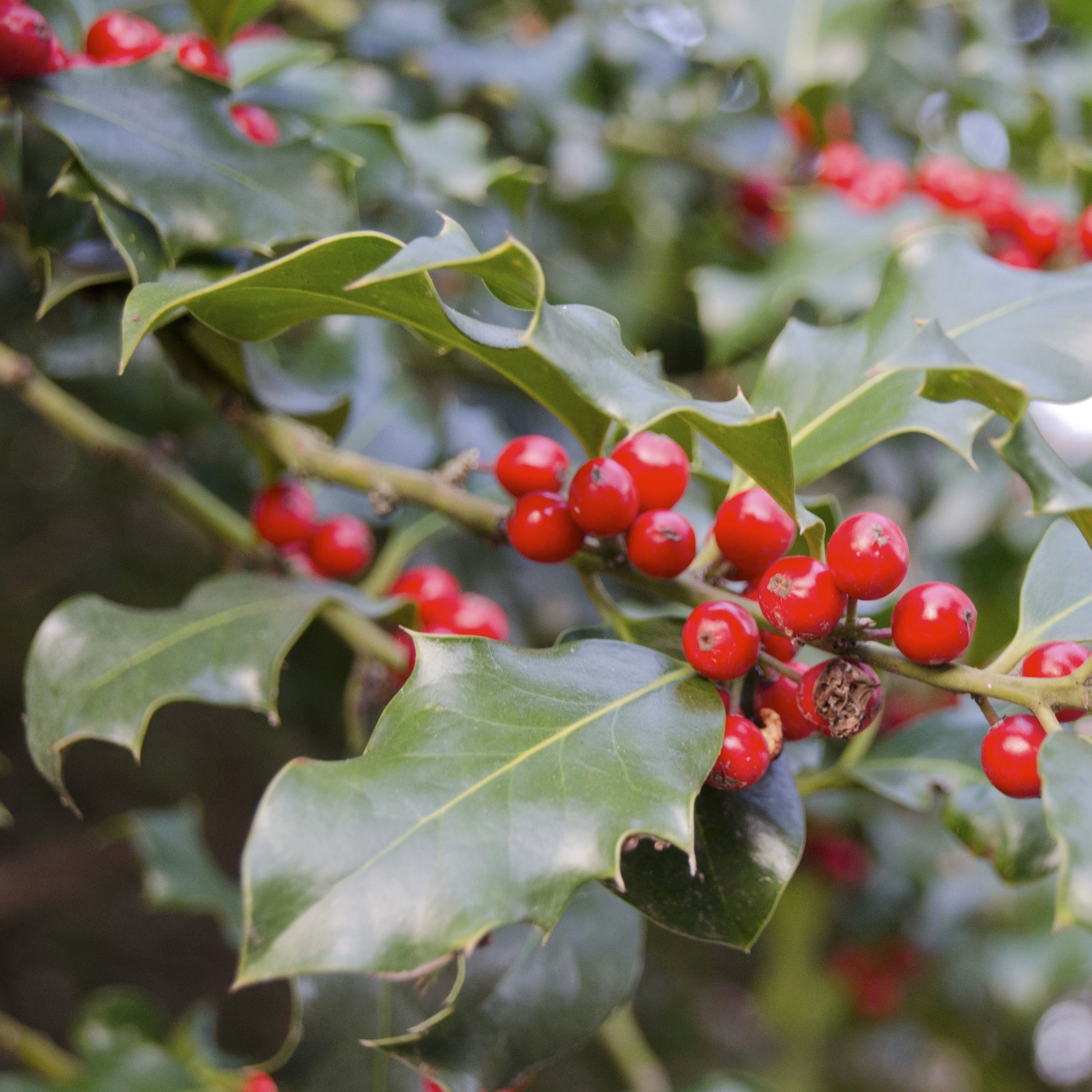 Foster Holly – Green Thumbs Garden