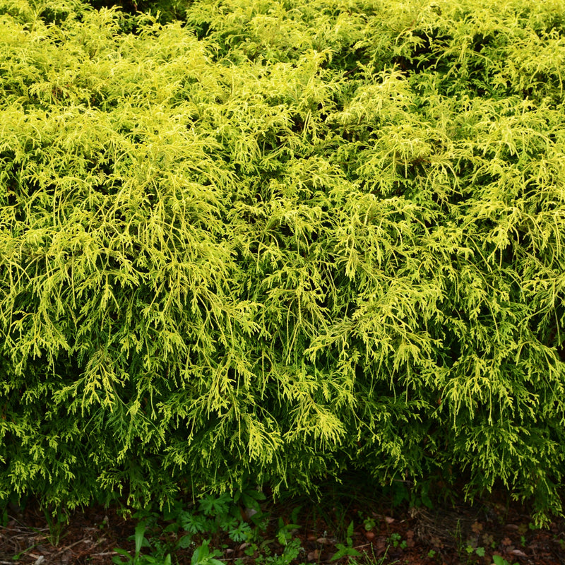 Gold Thread Cypress Shrub – Green Thumbs Garden