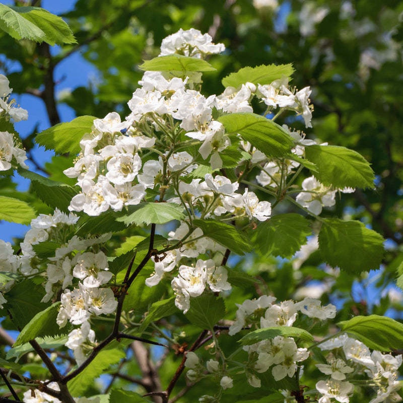 Arnold Hawthorn Tree – Green Thumbs Garden