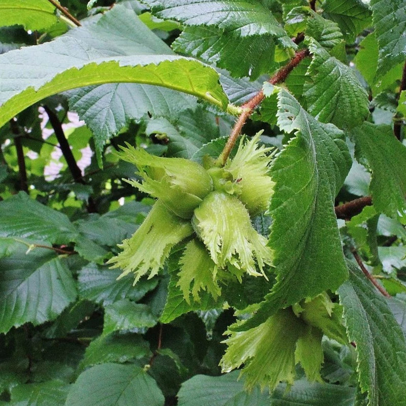 American Hazelnut Tree – Green Thumbs Garden