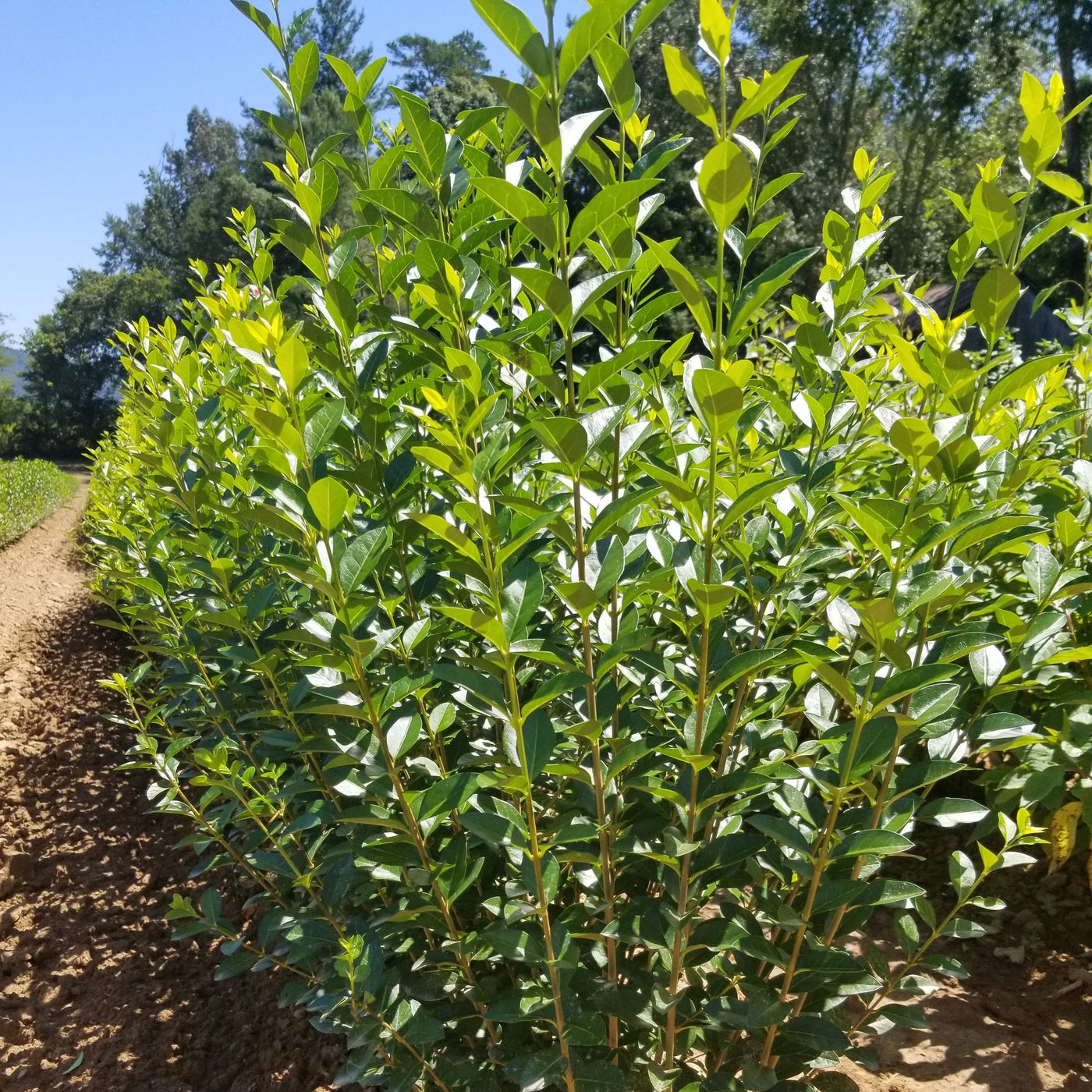 Hill's Privet Hedge – Green Thumbs Garden