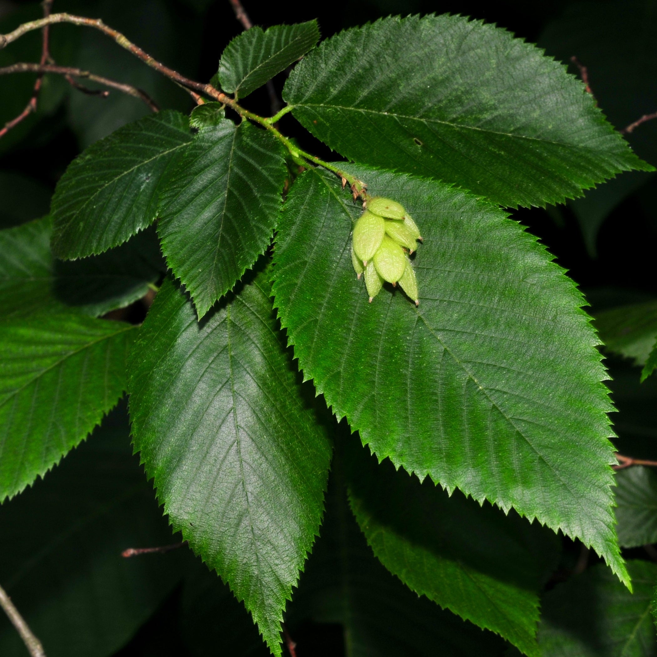 Hophornbeam Tree – Green Thumbs Garden
