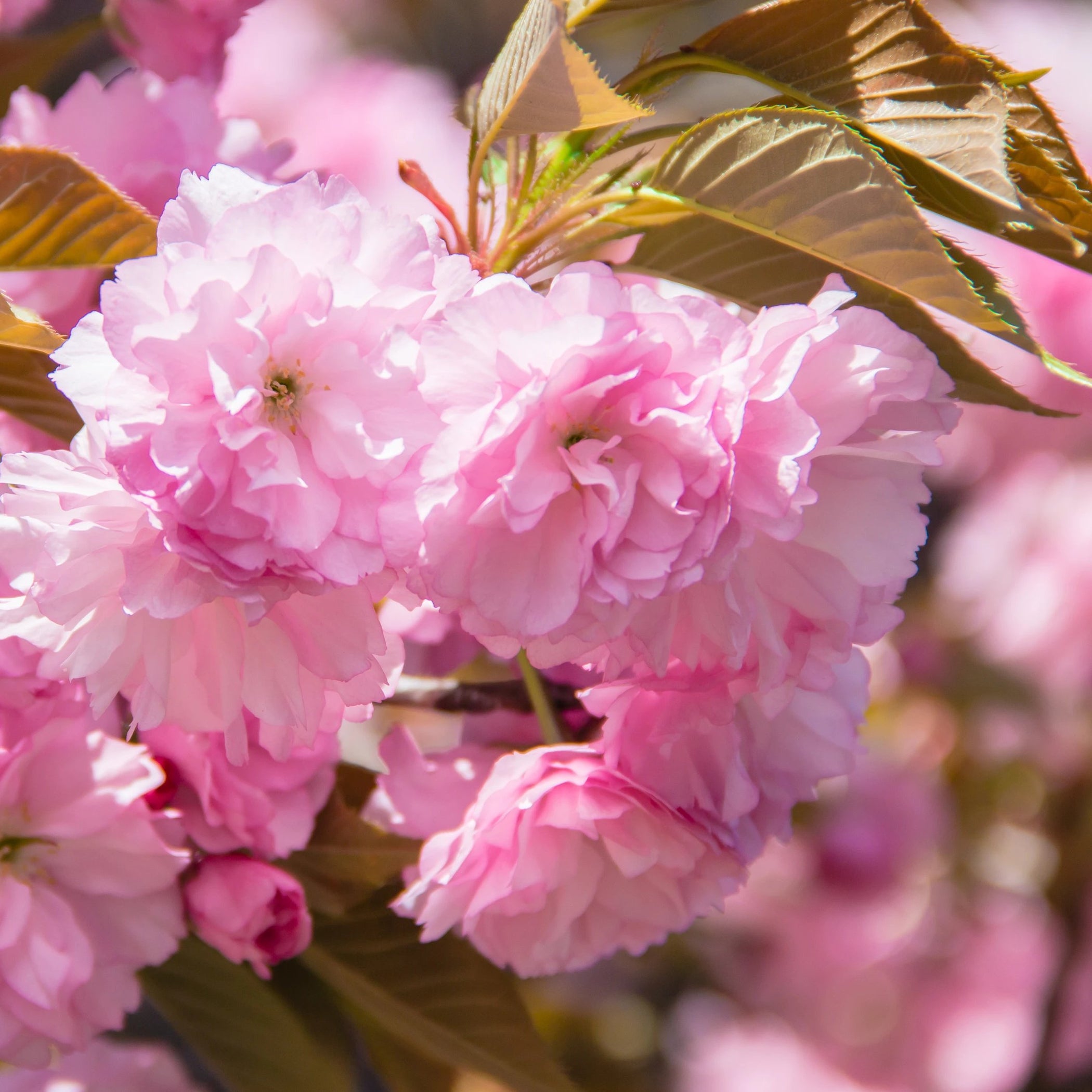 Kwanzan Cherry Tree – Green Thumbs Garden