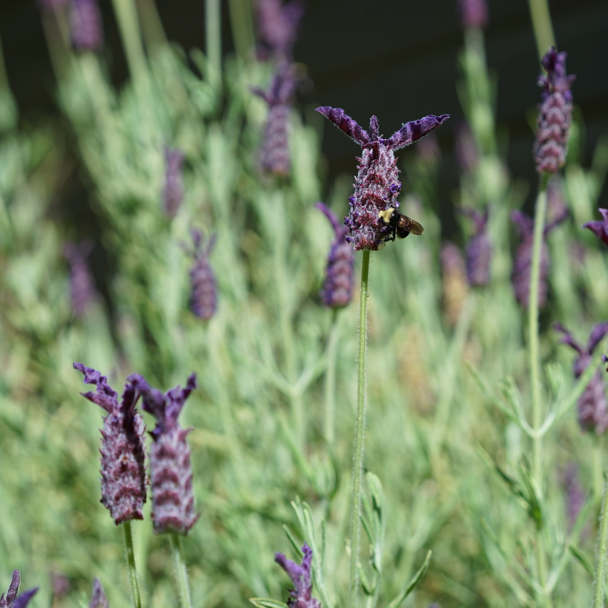 'Silver Anouk' Lavender Bush – Green Thumbs Garden
