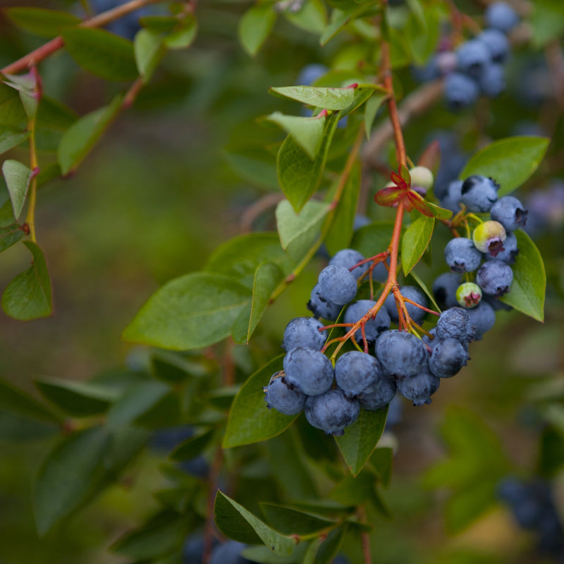 Legacy Blueberry – Green Thumbs Garden