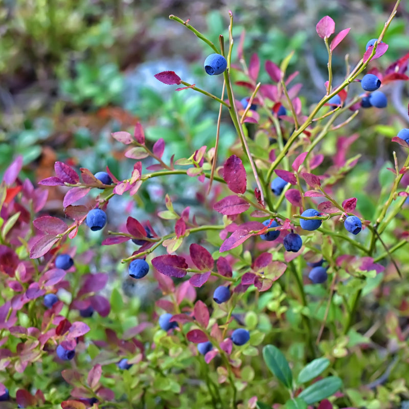 Legacy Blueberry – Green Thumbs Garden