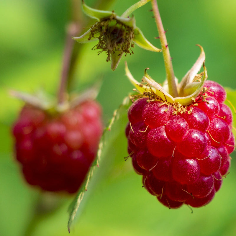 Meeker Red Raspberry – Green Thumbs Garden