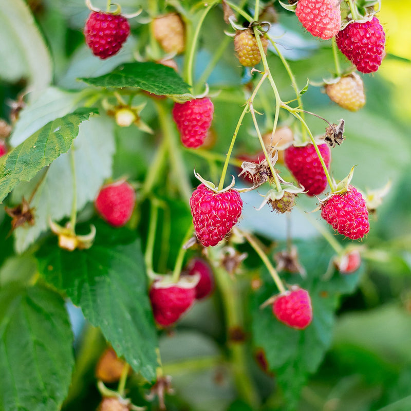 Meeker Red Raspberry – Green Thumbs Garden