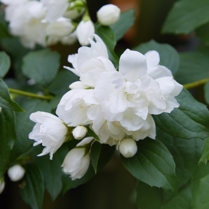 Dwarf Snowflake Mock Orange