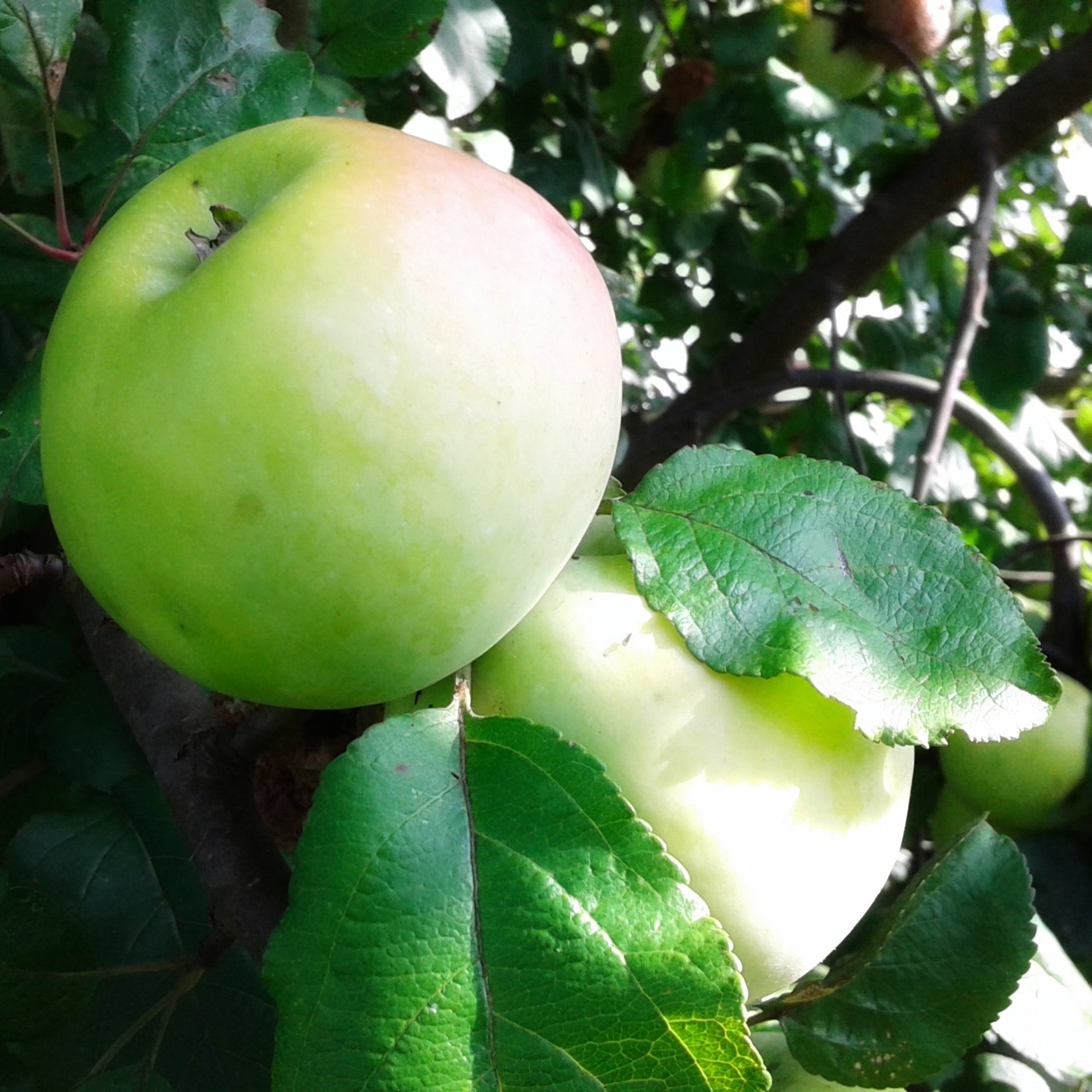Mutsu Apple Tree – Green Thumbs Garden