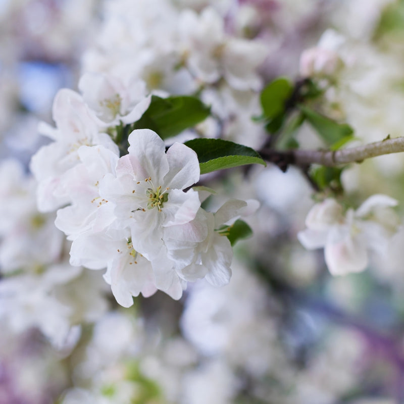 Mutsu Apple Tree – Green Thumbs Garden