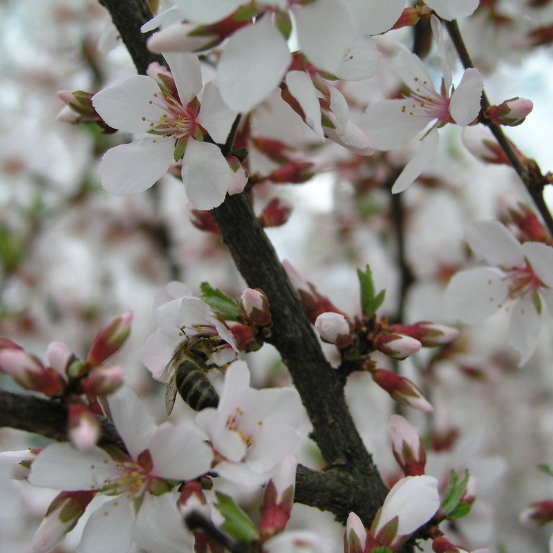 Nanking Cherry Tree – Green Thumbs Garden