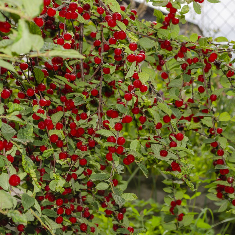 Nanking Cherry Tree – Green Thumbs Garden
